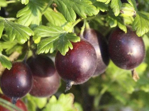 Rolanda ribiszke (szabadgyökerű fa), • Ár, Vélemények - Allegro