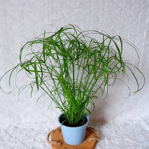 PAPIRUS CIBORA Cyperus Alternifolius don. 13cm • Cena, Opinie • Rośliny ...