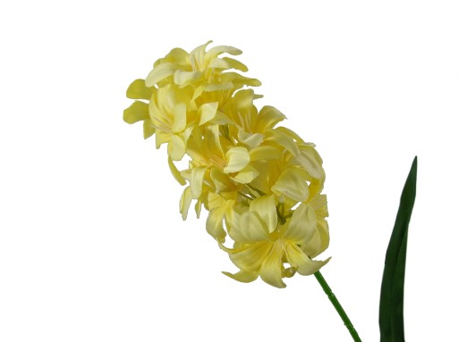 A4. GAŁĄZKA HIACYNTA JASNOŻÓŁTY WIOSENNY HIACYNT HIACYNTY (A3) • Cena ...