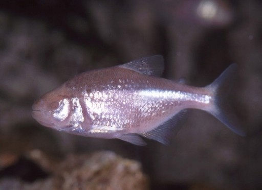 ŚLEPIEC JASKINIOWY ślepczyk śleporyb ASTYANAX EKH • Cena, Opinie • Ryby ...