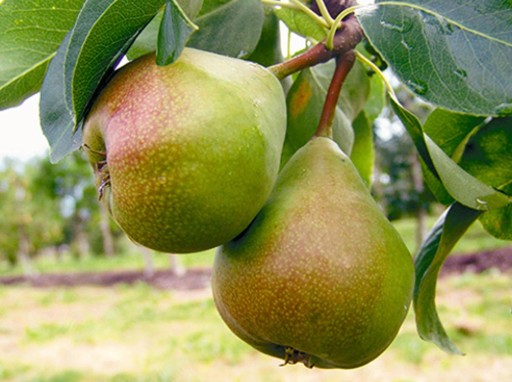 Hruška Obelisk - kontajner (kontajner C5), • Ceny, Recenzie - Allegro