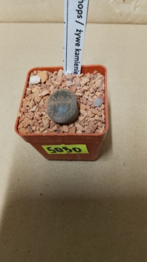 Lithops mix, palánta 0,5-1 literes cserépben, • Ár, Vélemények - Allegro