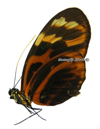 Kidolgozatlan pillangó - Heliconius numata aurora, nőstény za 3400 ...