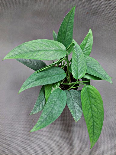 Epipremnum Cebu Blue, unikatowa Monstera • Cena, Opinie • Rośliny ...