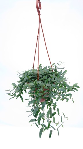 FIKUS FICUS PANAMA ROŚLINA DONICZKOWA DOMOWA • Cena, Opinie • Rośliny ...