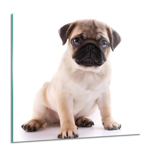 Mops szczeniak Obraz szklany ścienny 60x60 grafika • Cena, Opinie ...