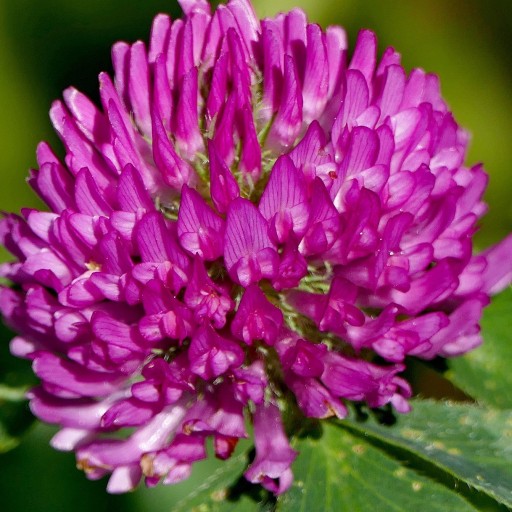 Jetel luční C/1 semena 1 KG za 192 Kč - Allegro