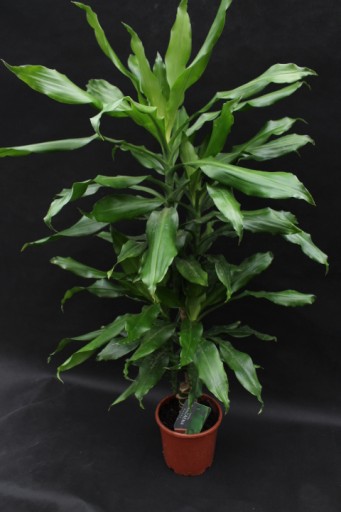 DRACENA FRAGRANS (DRACENA WONNA) BARDZO DUŻA! • Cena, Opinie • Rośliny ...