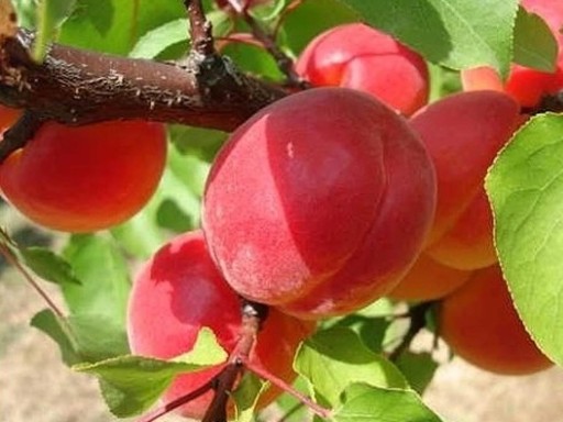 Meruňky sazenice s holým kořenem 150-200 cm - Allegro