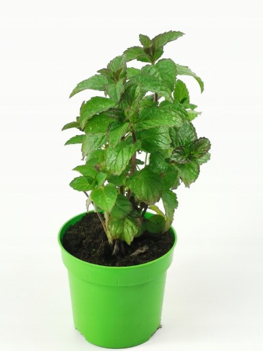 Mięta Grejpfrutowa sadzonka w doniczce • Cena, Opinie • Zioła ...