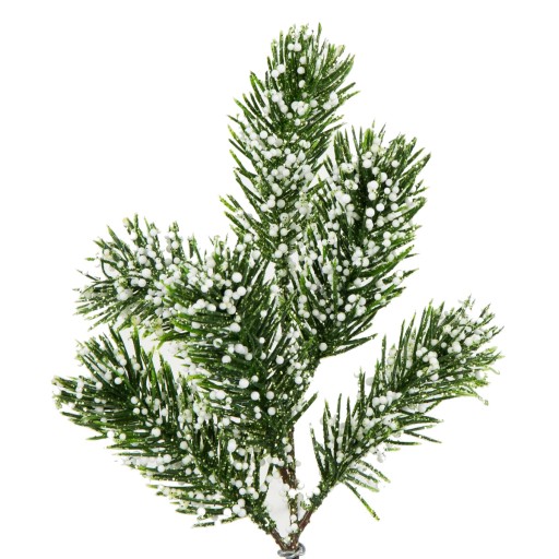 Gałązka świerk sosna z brokatem Ośnieżona /Akc-Cie 10993121816 - Allegro.pl Gałązka świerk sosna z brokatem Ośnieżona /Akc-Cie 10993121816 - Allegro.pl