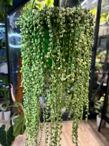 Starzec Rowleya /SENECIO ROWLEYANUS VARIEGATA/ sadzonka cięta 10 cm ...