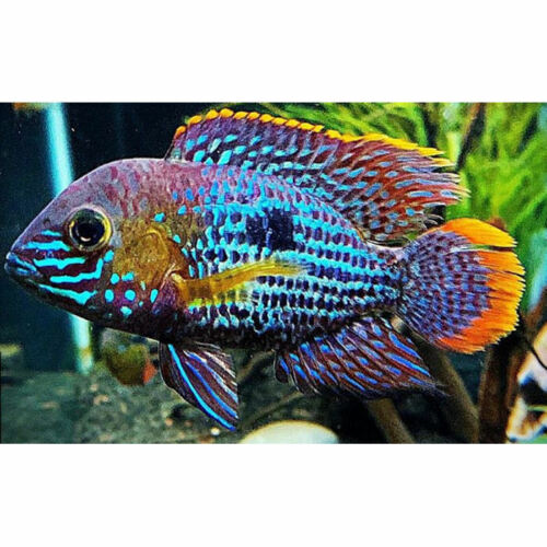 Ryba Akara pomarańczowopłetwa Andinoacara rivulatu 13645562276 - Allegro.pl