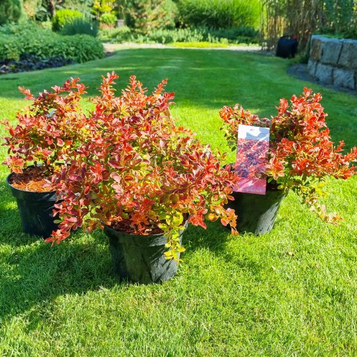 Berberysy sadzonka w pojemniku 2-3l 20-40 cm • Cena, Opinie • Drzewa i krzewy liściaste ...