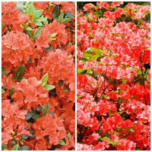 Azalia Japońska Geisha Orange, Pomarańczowa 2L (5905515961813) • Cena ...