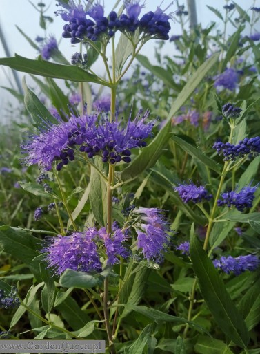 Barbula KOBALTOWA Piękność - WIEELKIEE SADZONKI • Cena, Opinie • Drzewa ...