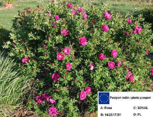 Róża pomarszczona ROSA RUGOSA • Cena, Opinie • Drzewa i krzewy ...