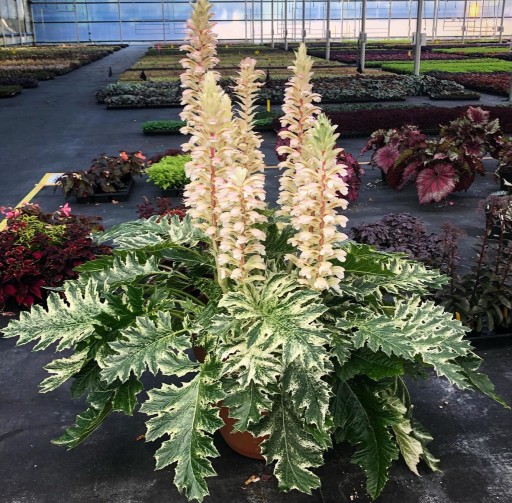 AKANT WHITEWATER ~ ORIENTALNY WYGLĄD ~ ACANTHUS (Acanthus Whitewater ...