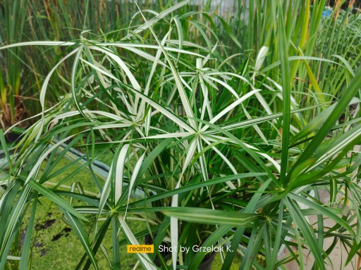 PAPIRUS ALTERNIFOLIUS CIBORA VARIEGATA !!! • Cena, Opinie • Rośliny ...