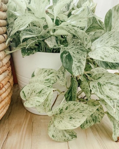 EPIPREMNUM PINNATUM 'MARBLE QUEEN' SCINDAPSUS • Cena, Opinie • Rośliny ...