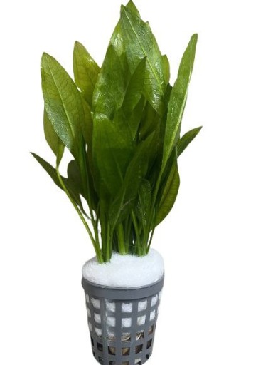 Echinodorus bleheri mega kosár za 2690.00HUF-ért - Allegro