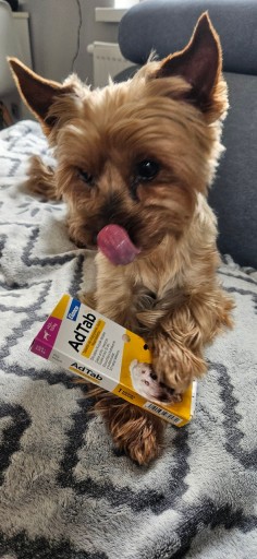 ADTAB DOG tabletka na pchły i kleszcze dla psa 2,5-5,5 kg 112,5 mg x 1 ...