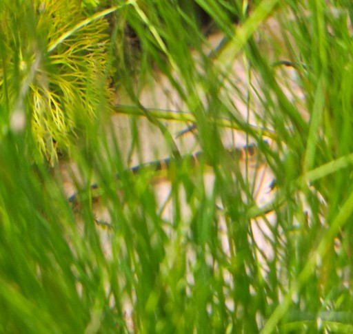 Piskorek Kuhla - Cierniooczek sumatrzański • Cena, Opinie • Ryby ...