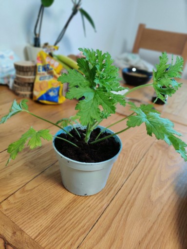 GERANIUM - ANGINKA (55) • Cena, Opinie • Rośliny doniczkowe 14977389782 ...