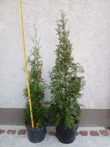 Tuja kolum kolumna | Puławy | Kup teraz na Allegro Lokalnie