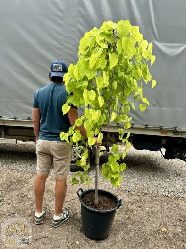 Judaszowiec kanadyjski Cercis Golden Falls Pień 180cm | Sękocin Stary | Ogłoszenie na Allegro ...