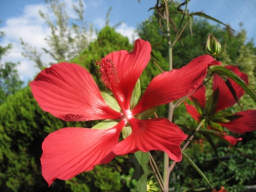Hibiscus Coccineus TEXAS red STAR 3n | Przesmyki | Kup teraz na Allegro ...