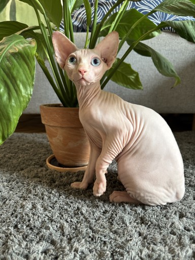 Sfinks różnooka kotka (heterochromia) WCF 6 pokoleń | Warszawa ...