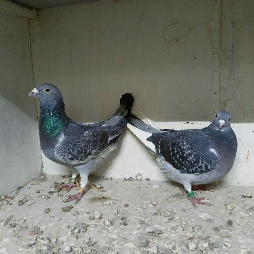 Golebie pocztowe | Świebodzin | Ogłoszenie na Allegro Lokalnie