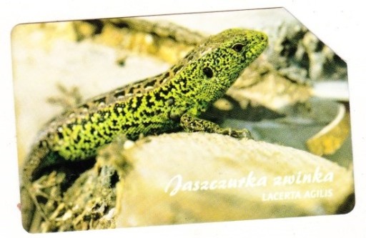 Zwierzeta chronione w Polsce 22 Jaszczurka zwink | PŁOTY | Kup teraz na Allegro Lokalnie
