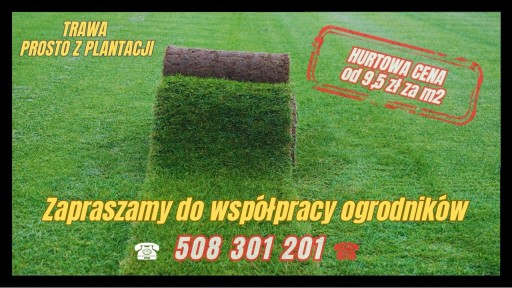 Trawa w rolce 40 m2 trawa z rolki rolka trawy trawnik Trawnik | Pyrzyce | Kup teraz na Allegro ...
