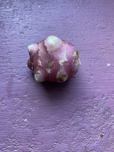 Topinambur słonecznik bulwiasty 1 kg bulwy ekologiczne tegoroczne ...