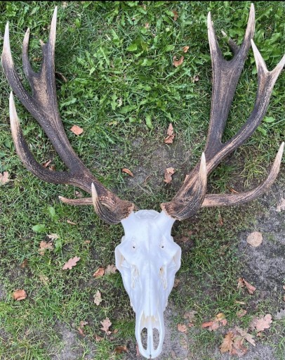 Wieniec poroze jelenia trofea myłkus zrzuty rogi | Kołobrzeg | Kup ...