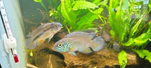 Akara paskowana Nannacara anomala | Łask | Ogłoszenie na Allegro Lokalnie