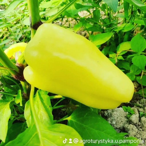 Papryka mix odmian -Naturalnie od Rolnika! Smart PRZEDSPRZEDAŻ | Lwówek ...