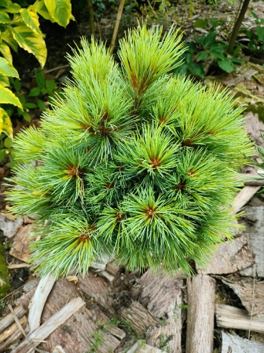 Pinus peuce Daniel sosna rumelijska Rarytas!! | Stopnica | Kup teraz na ...