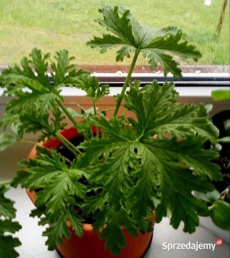 Anginka (pelargonia pachnąca) - leczy i wzmacnia o | Gdynia | Kup teraz ...