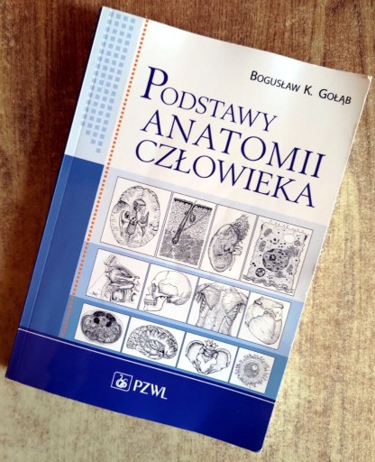 Podstawy anatomii człowieka - Bogusław K. Gołąb | Kraków | Kup teraz na Allegro Lokalnie
