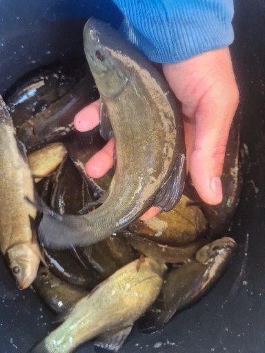 Narybek Karp Lin Karaś Amur Jesiotr Wegorz Pstrąg | Miryce | Ogłoszenie ...