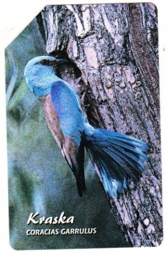 Zwierzeta chronione w Polsce 11 Kraska | PŁOTY | Kup teraz na Allegro Lokalnie