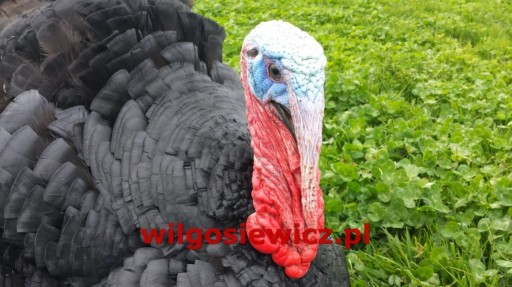 Indyki czarne i brązowe | Sośno | Ogłoszenie na Allegro Lokalnie