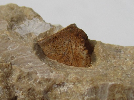 Skamieniały KRĘG Kość Nothosaurus sp. MUSCHELKALK | Strzelce Opolskie ... Skamieniały KRĘG Kość Nothosaurus sp. MUSCHELKALK | Strzelce Opolskie ...