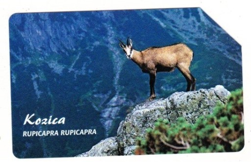 Zwierzeta chronione w Polsce Kozica | PŁOTY | Kup teraz na Allegro Lokalnie