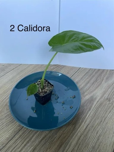 Al Alocasia Calidora sadzonka nr 2 w Lechuza PON | Kraków | Kup teraz ...
