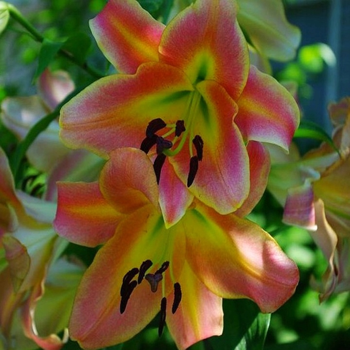 LILIA DRZEWIASTA On STAGE 1 SZT BULWA SADZONKA RÓŻOWO-ŻÓŁTA CEBULE ...