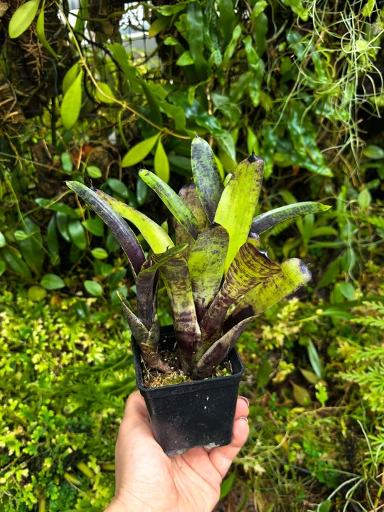 Neoregelia 'Smugle Pot' + odrosty - terrarium, parapet • Cena, Opinie ...